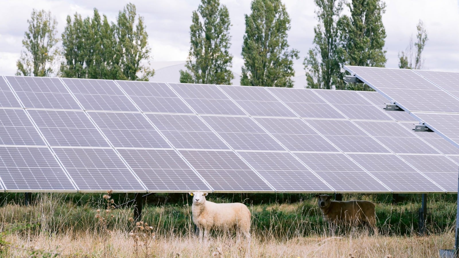 Solar farms to power greener train journeys in France | Enlit World