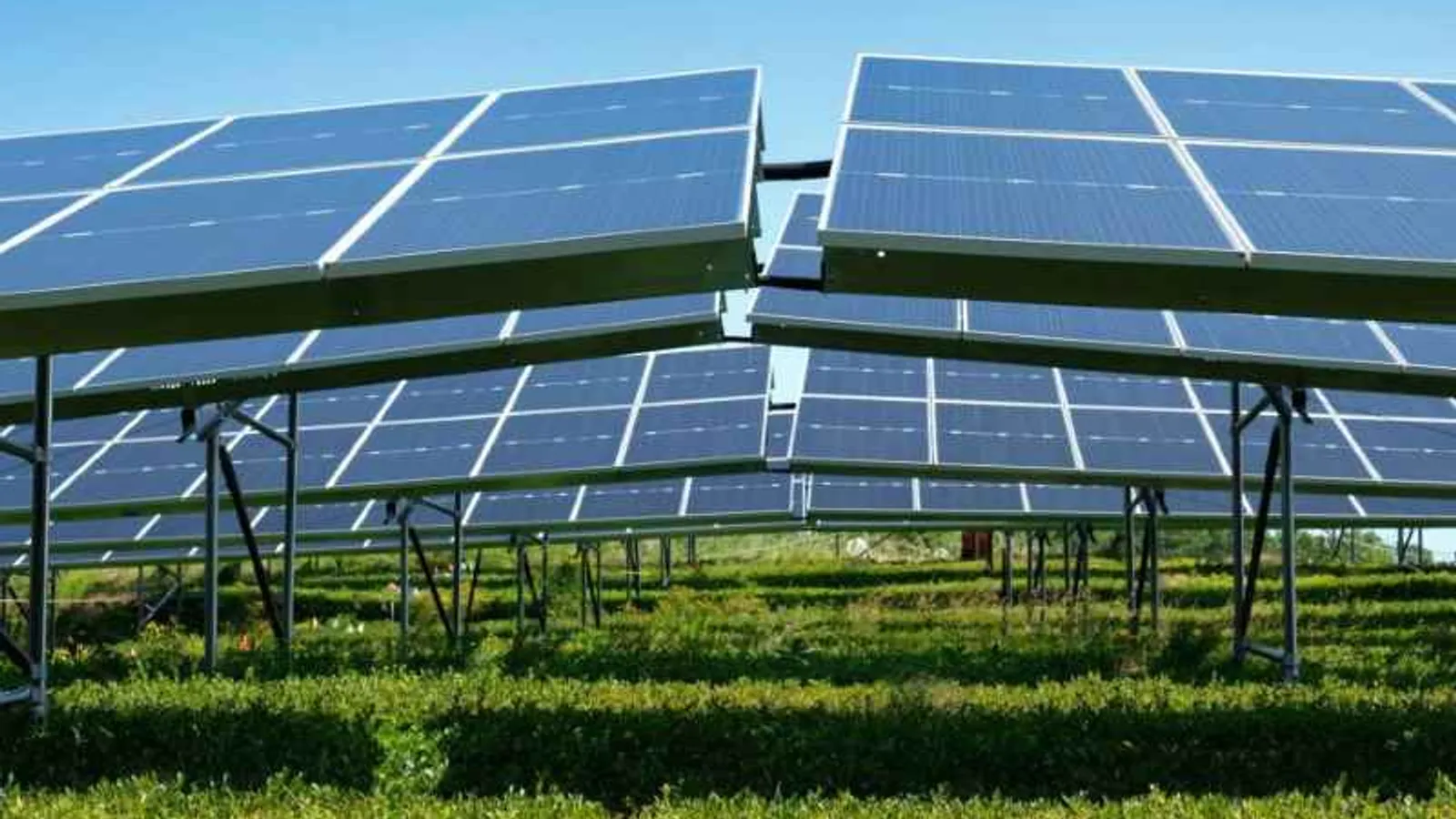 Blueberry agrivoltaic project launches in Maine | Enlit World